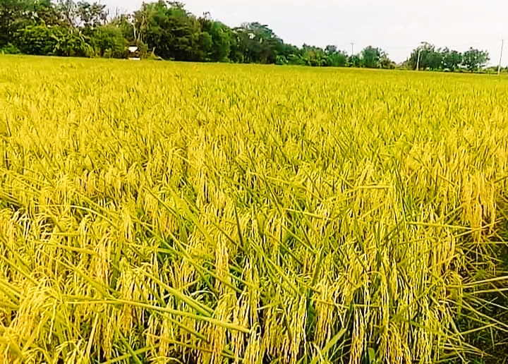 Jelang panen Desa Tugu gelar Mapag Sri - Tanganrakyat.id